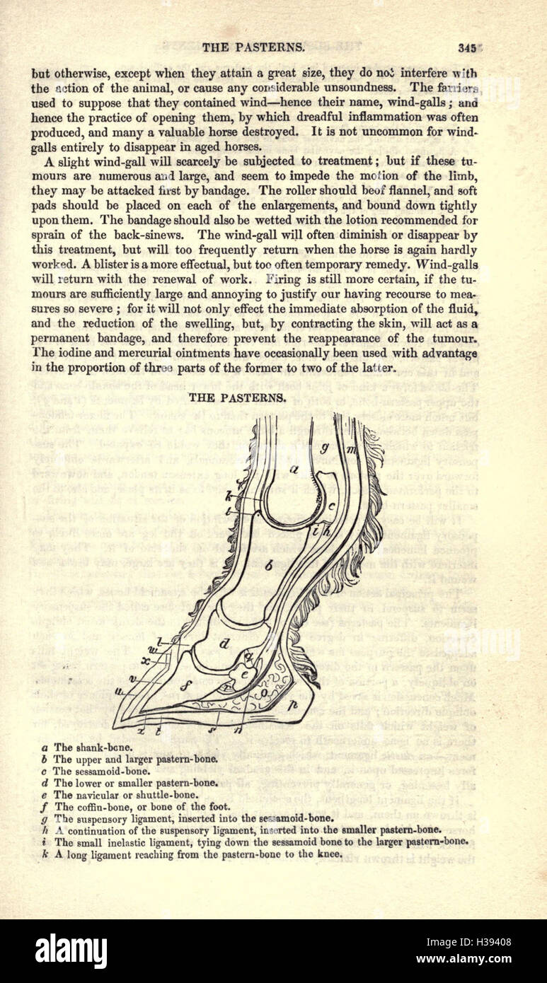 This section provides a detailed overview of the horse, its ...