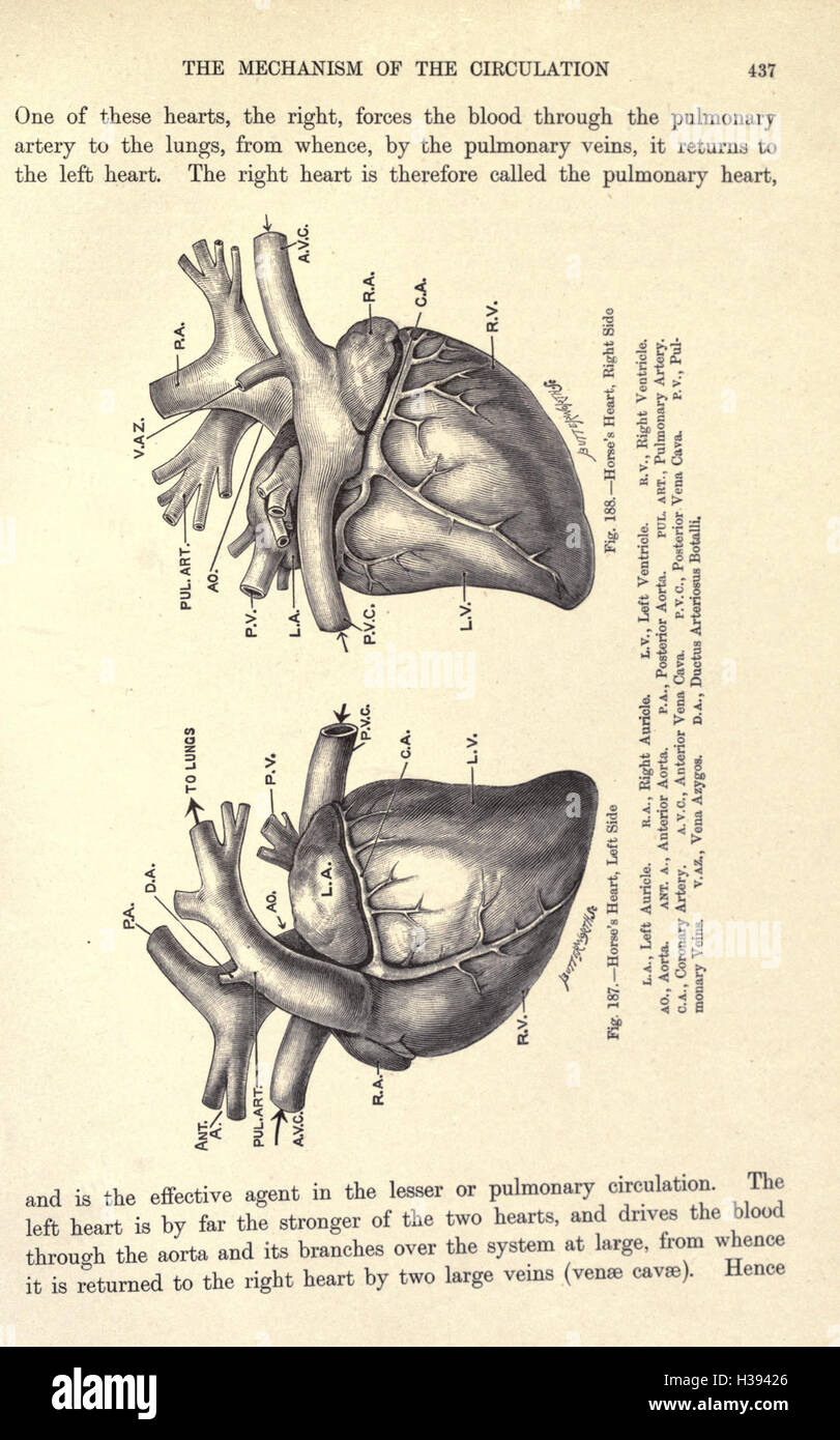 Pages 437 hi-res stock photography and images - Alamy
