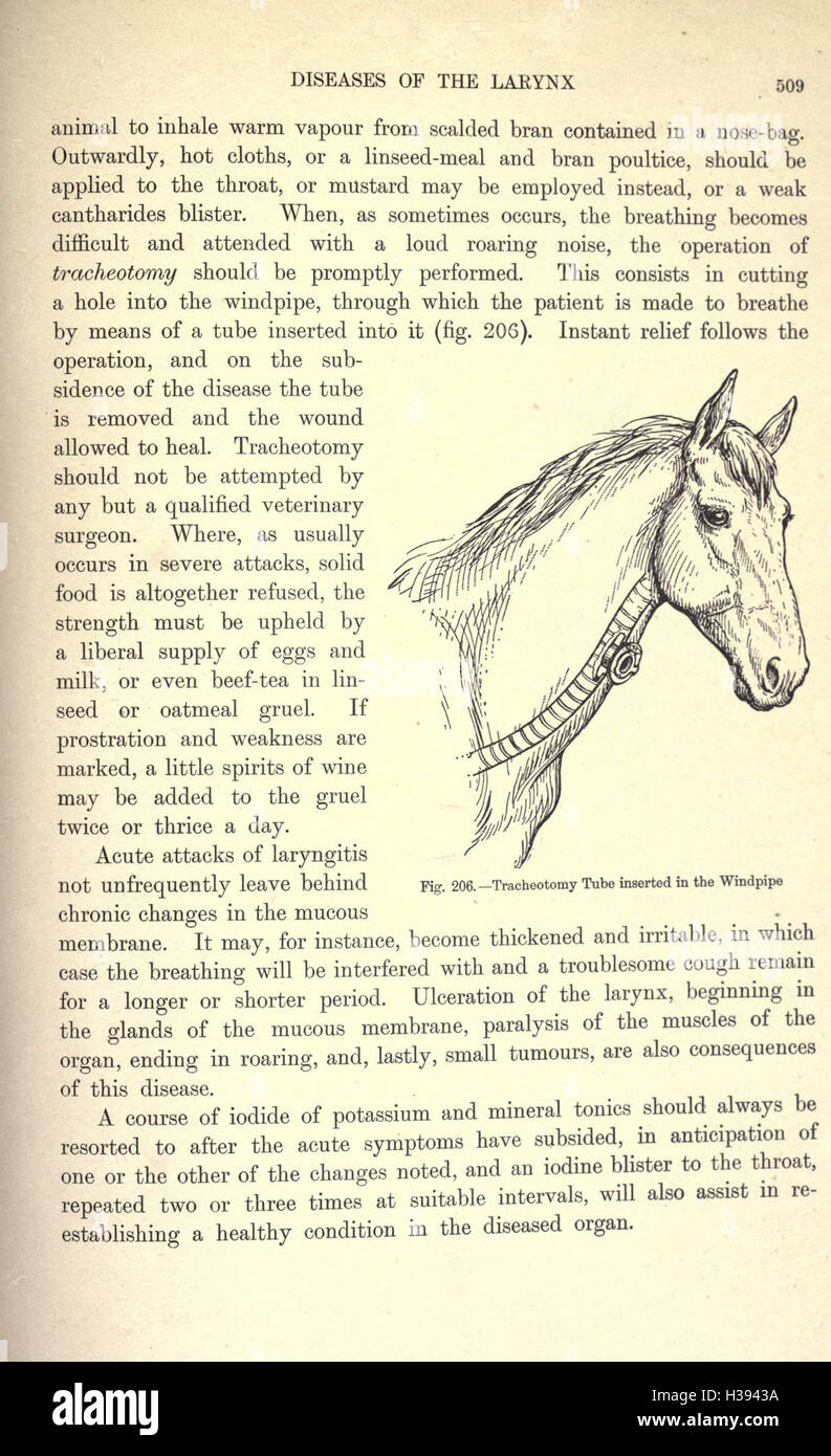 This work examines the biology, domestication, and role of the horse ...