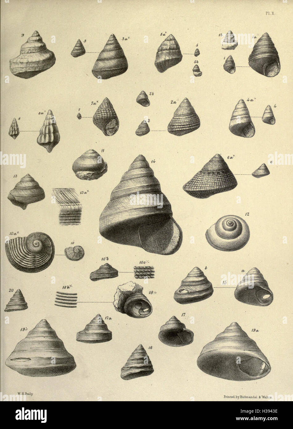 This monograph provides a detailed study of mollusks from the Great ...
