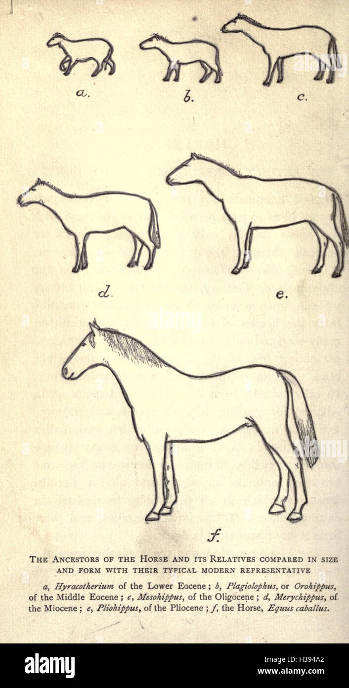 Evolutionary relationship between species hi-res stock photography and ...