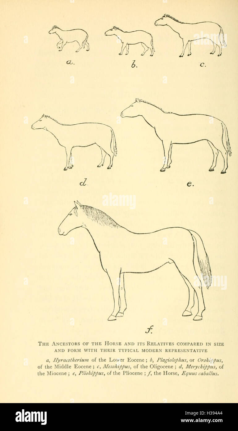 This work explores the biology, behavior, and evolution of horses and ...