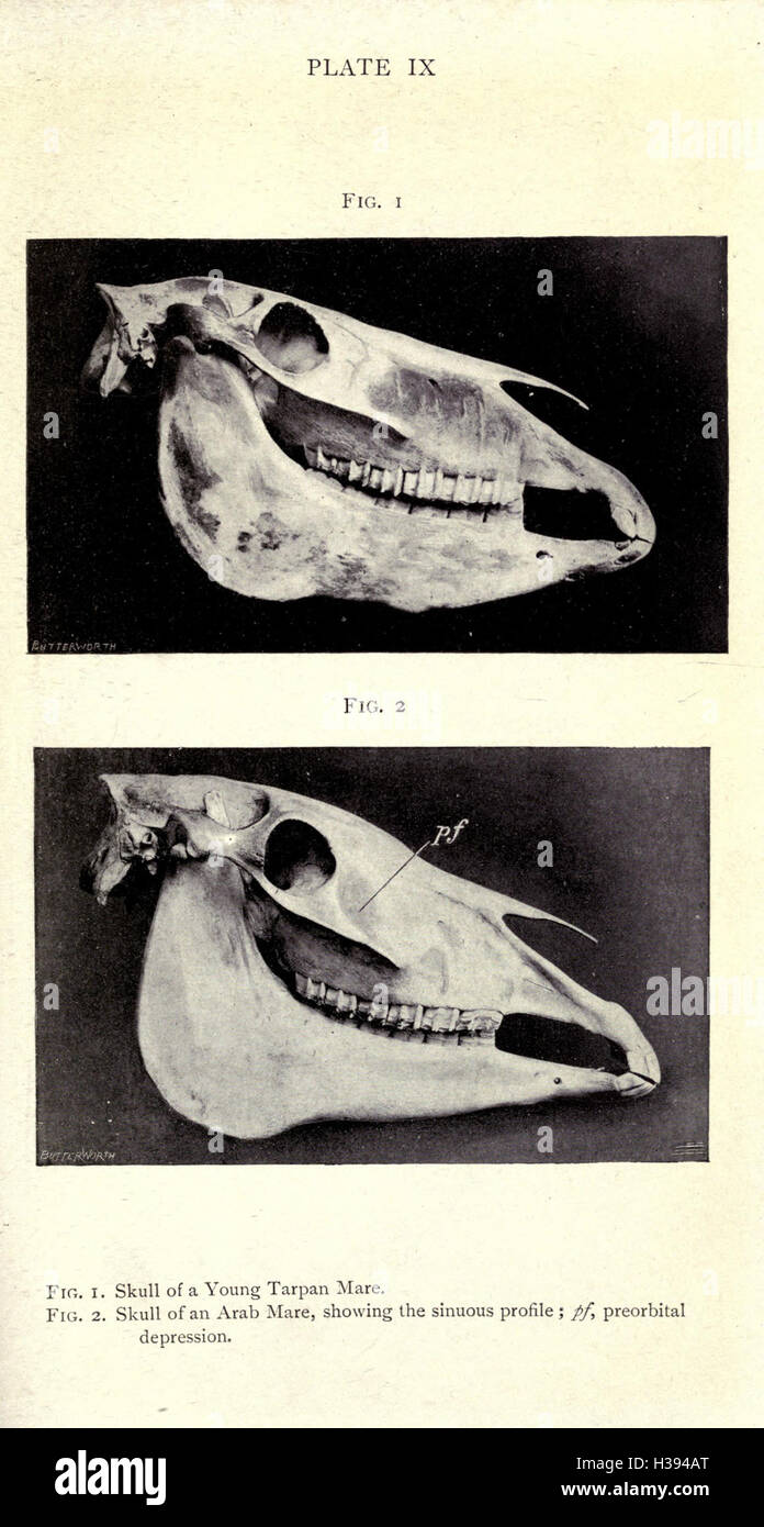 This work explores the anatomy, behavior, and evolution of horses and ...