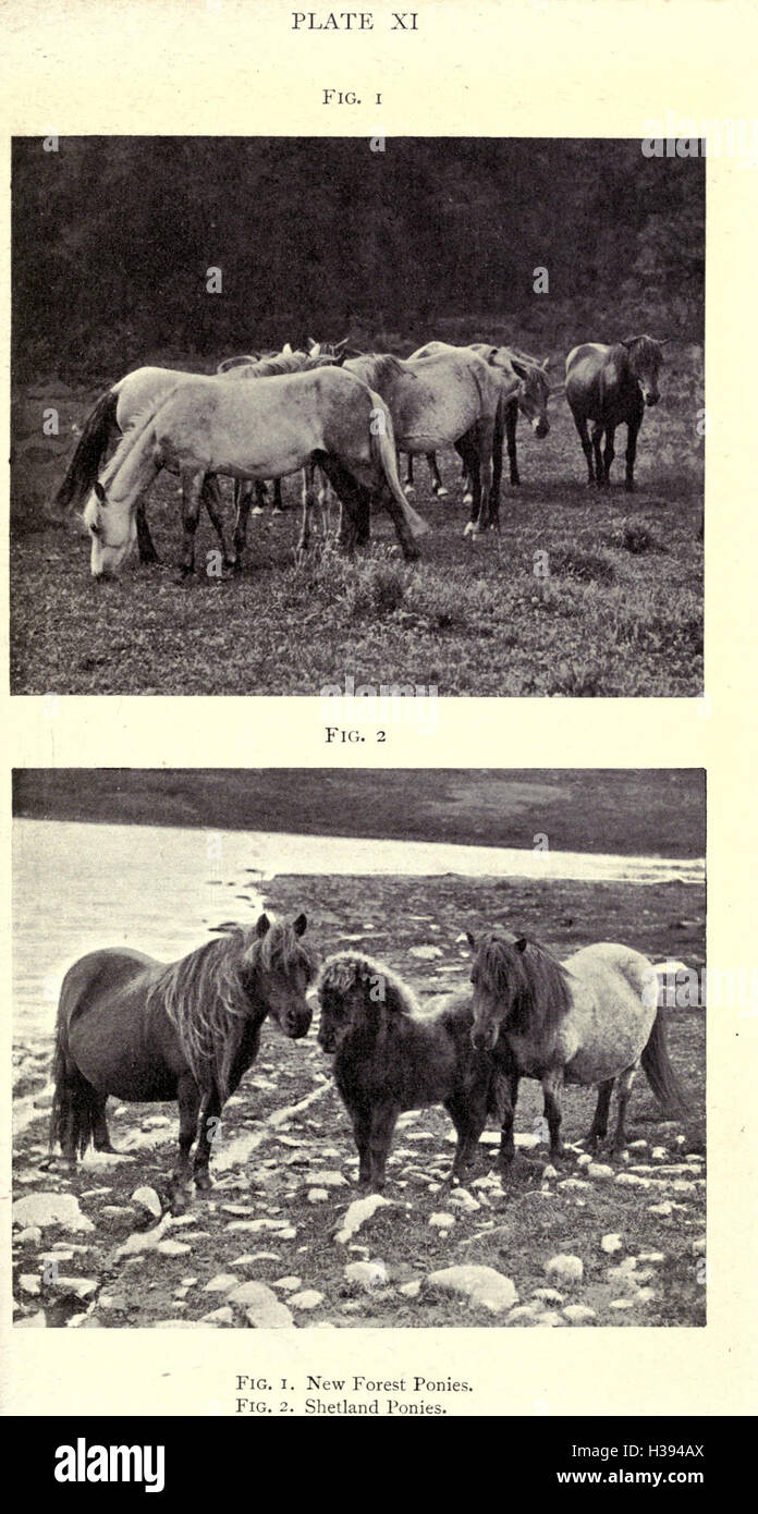 This work explores the anatomy, behavior, and evolution of horses and ...