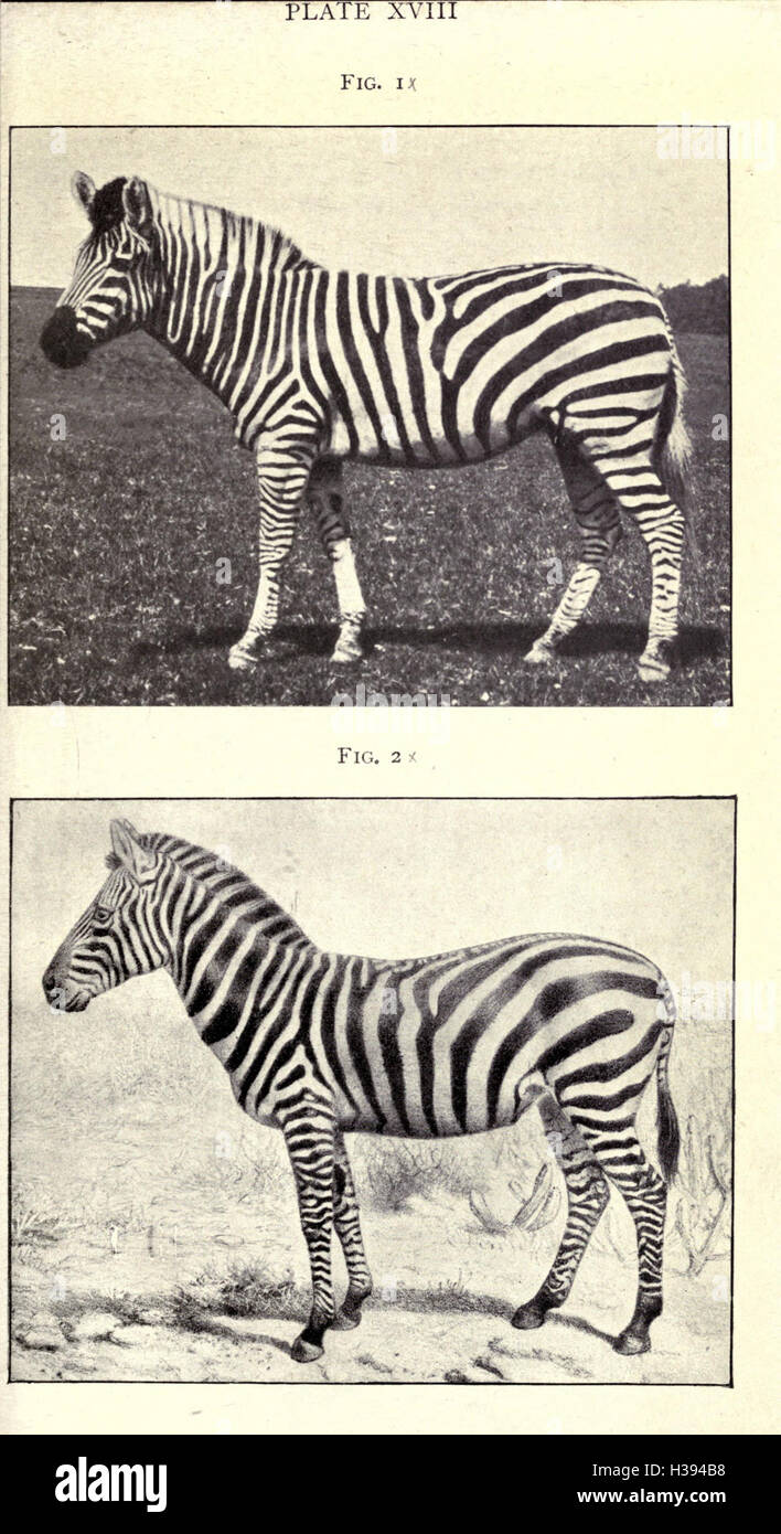 An exploration of the horse's evolution and its relatives, including ...