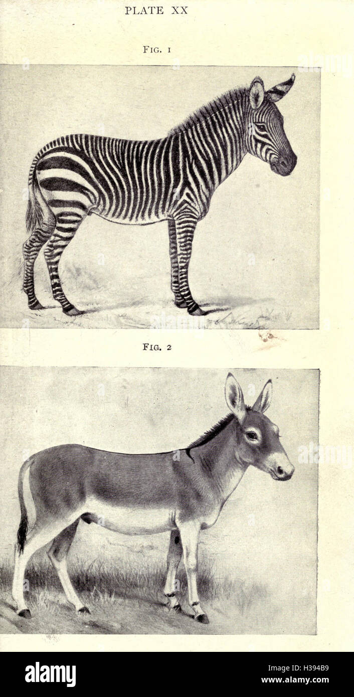 This work explores the evolution, classification, and characteristics ...