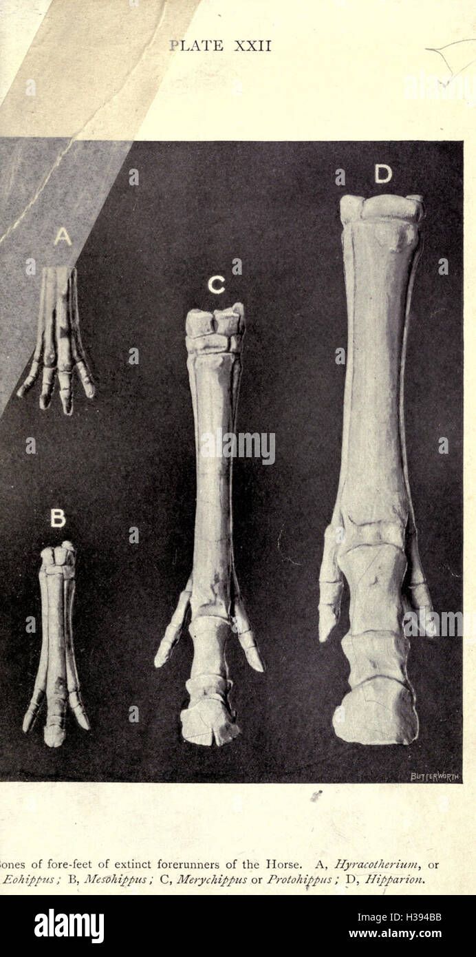 This work explores the evolutionary history of horses and related ...