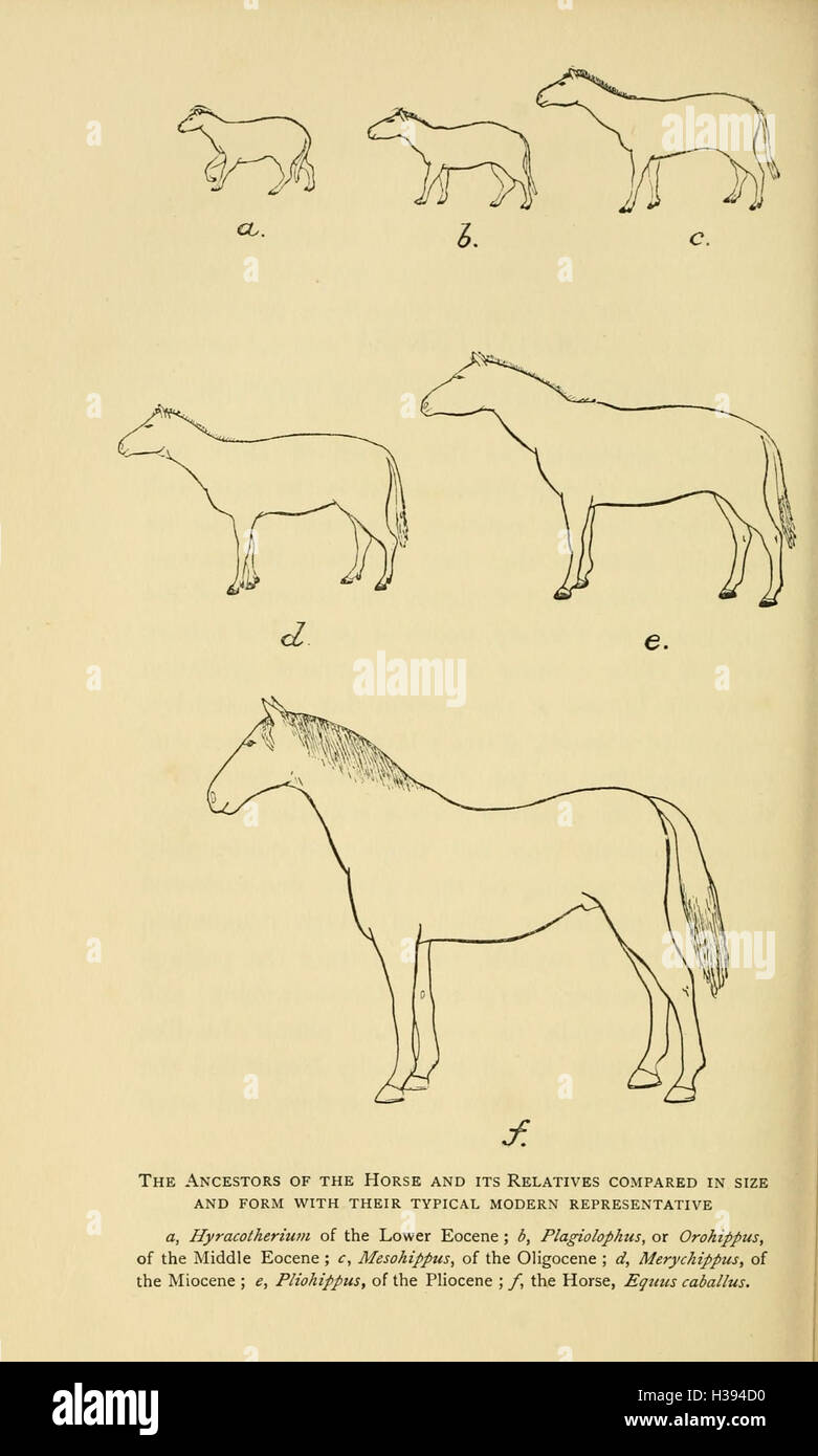 This work explores the history, behavior, and biology of horses and ...
