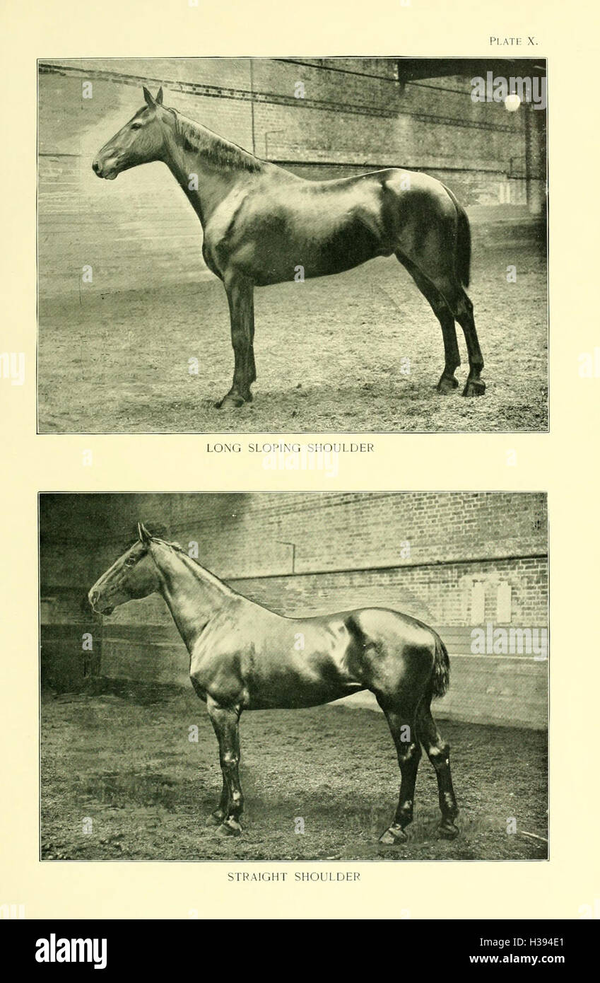 This page provides an overview of the horse, including its ...
