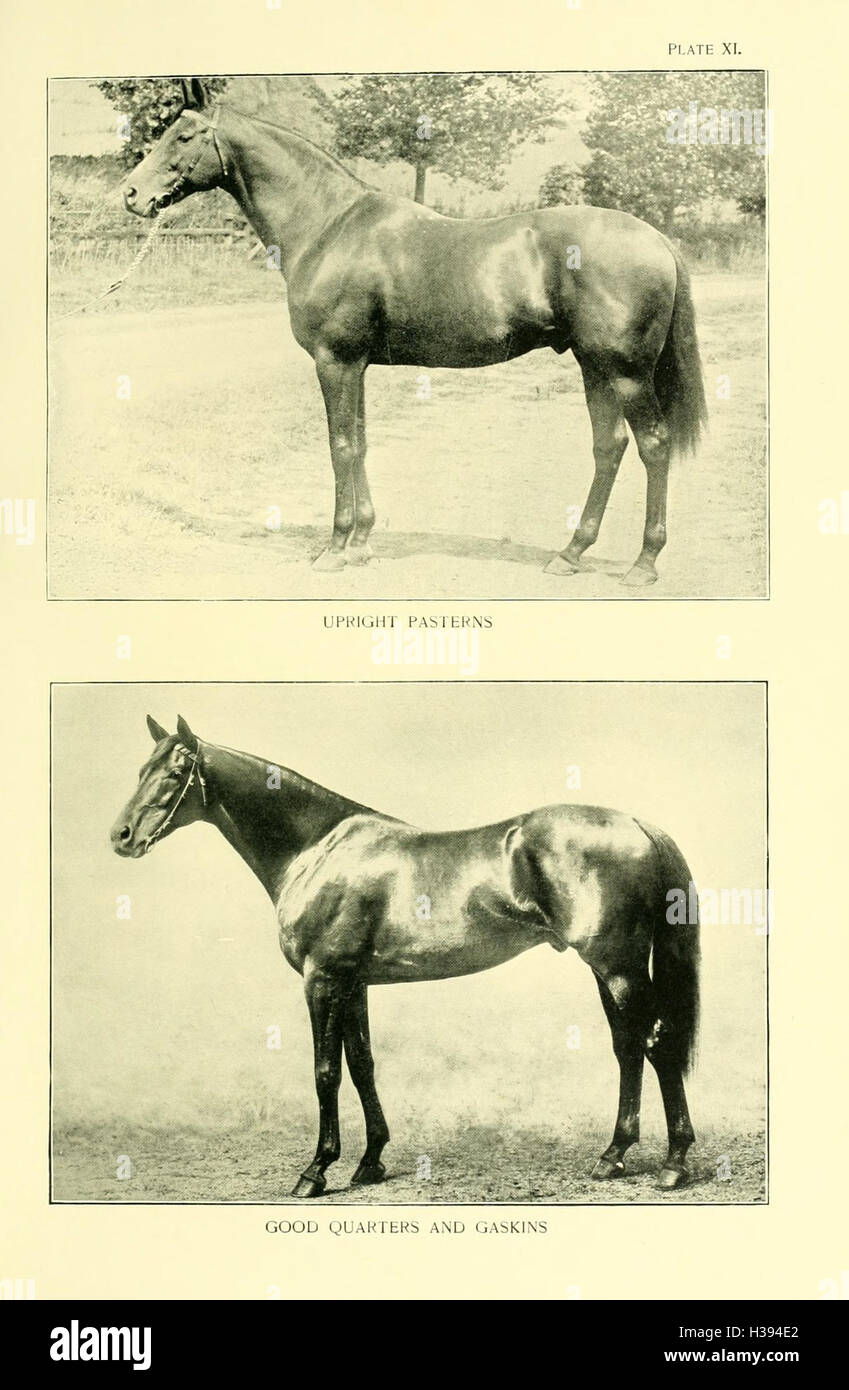 This page provides a comprehensive overview of horses, covering their ...