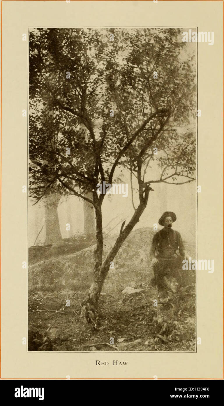 Henry H. Gibson's comprehensive guide on American forest trees details ...