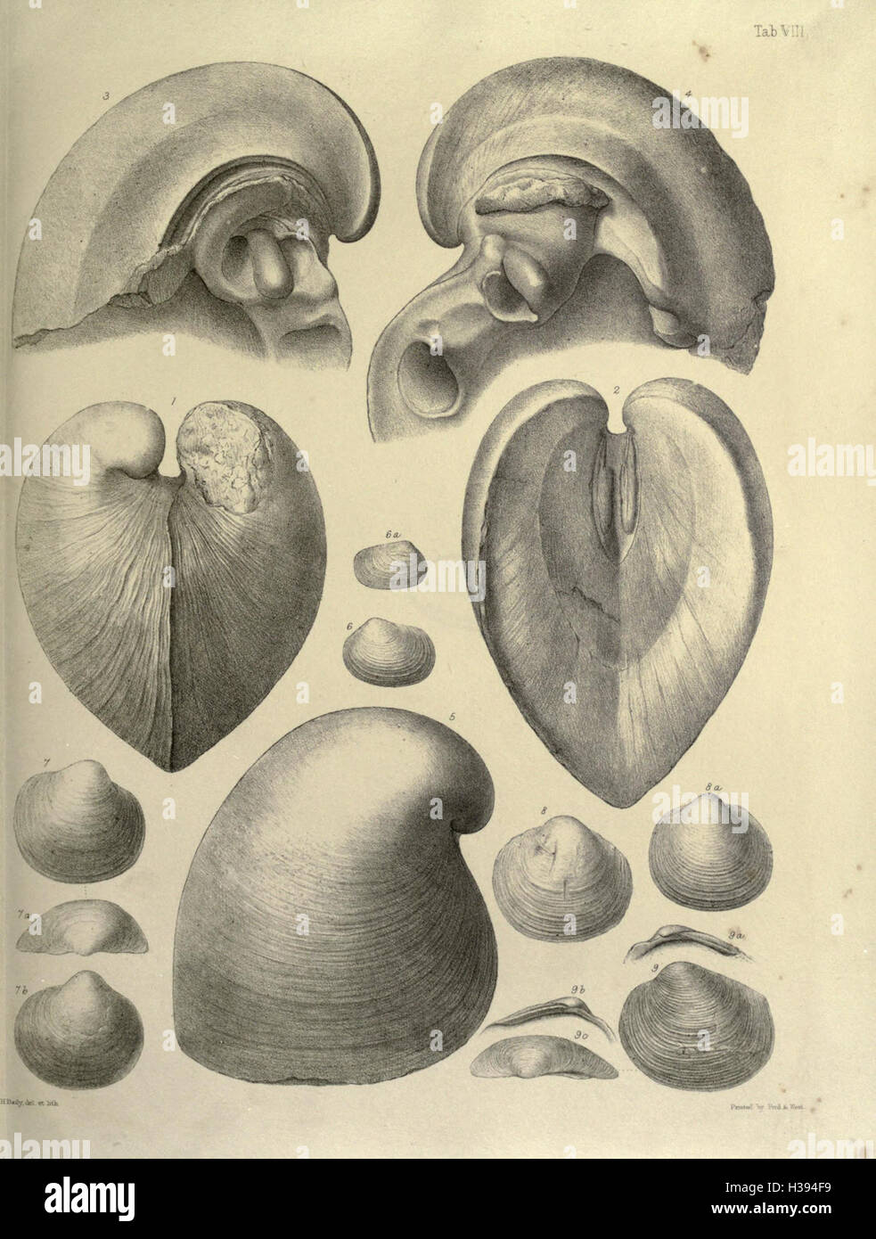 A monograph of the Mollusca from the Great Oolite chiefly from ...