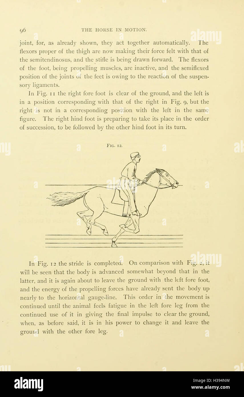 A study of the horse's movement, focusing on biomechanics and its ...