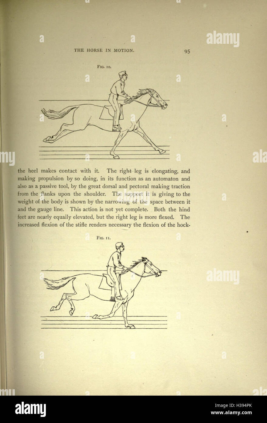 The horse in motion as shown by instantaneous photography (Page 95 ...
