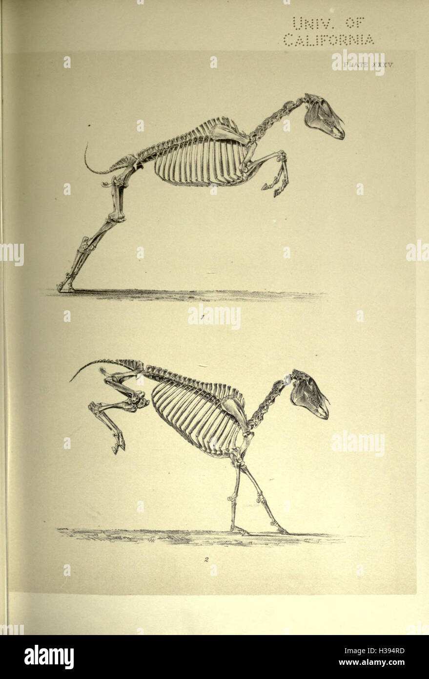 This work utilizes high-speed photography to capture the movement of ...