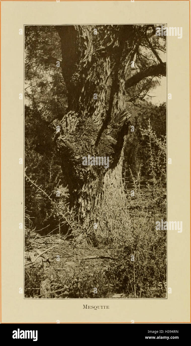 A 1913 guide to American forest trees, focusing on species ...