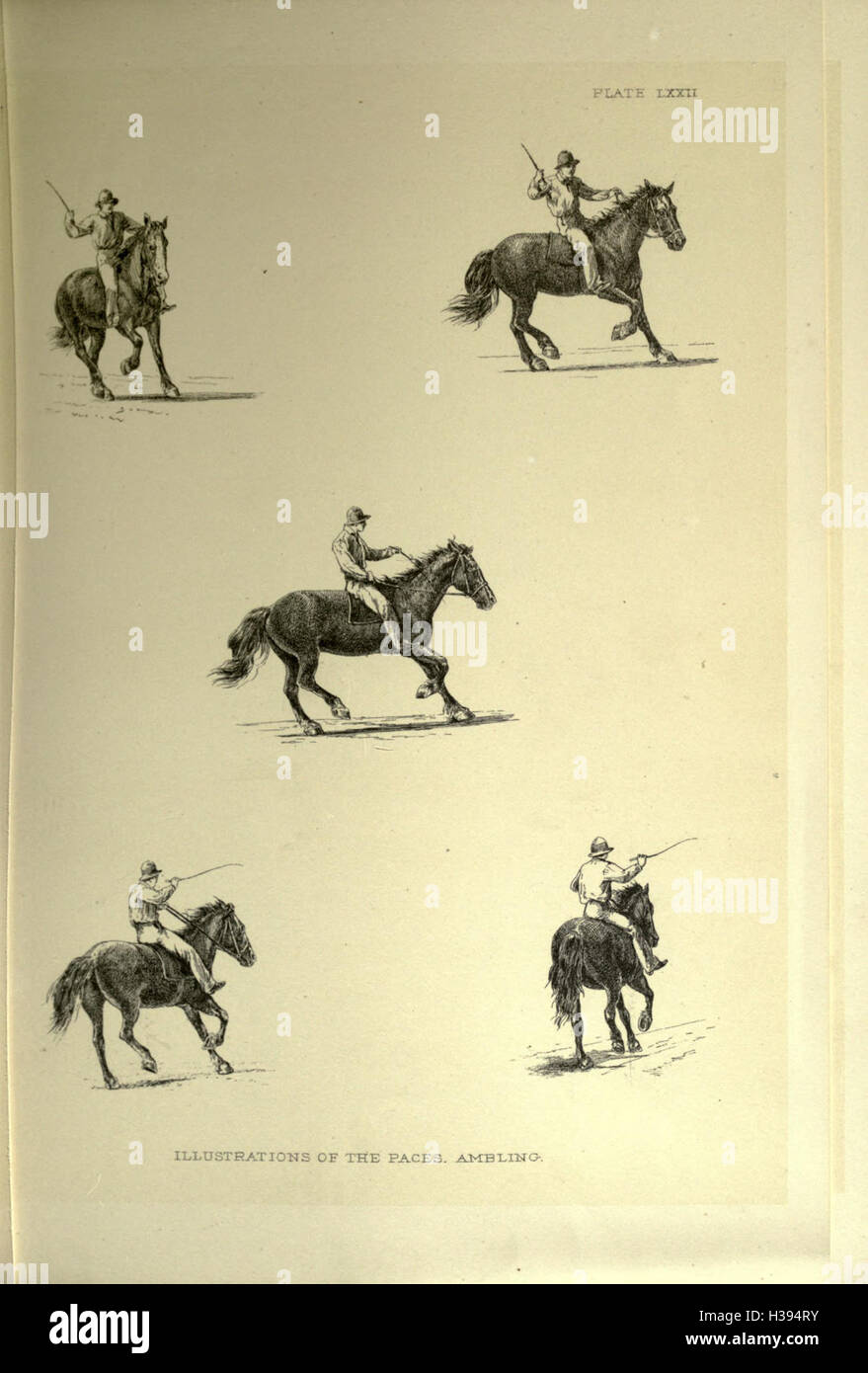 The horse in motion as shown by instantaneous photography BHL195 Stock ...