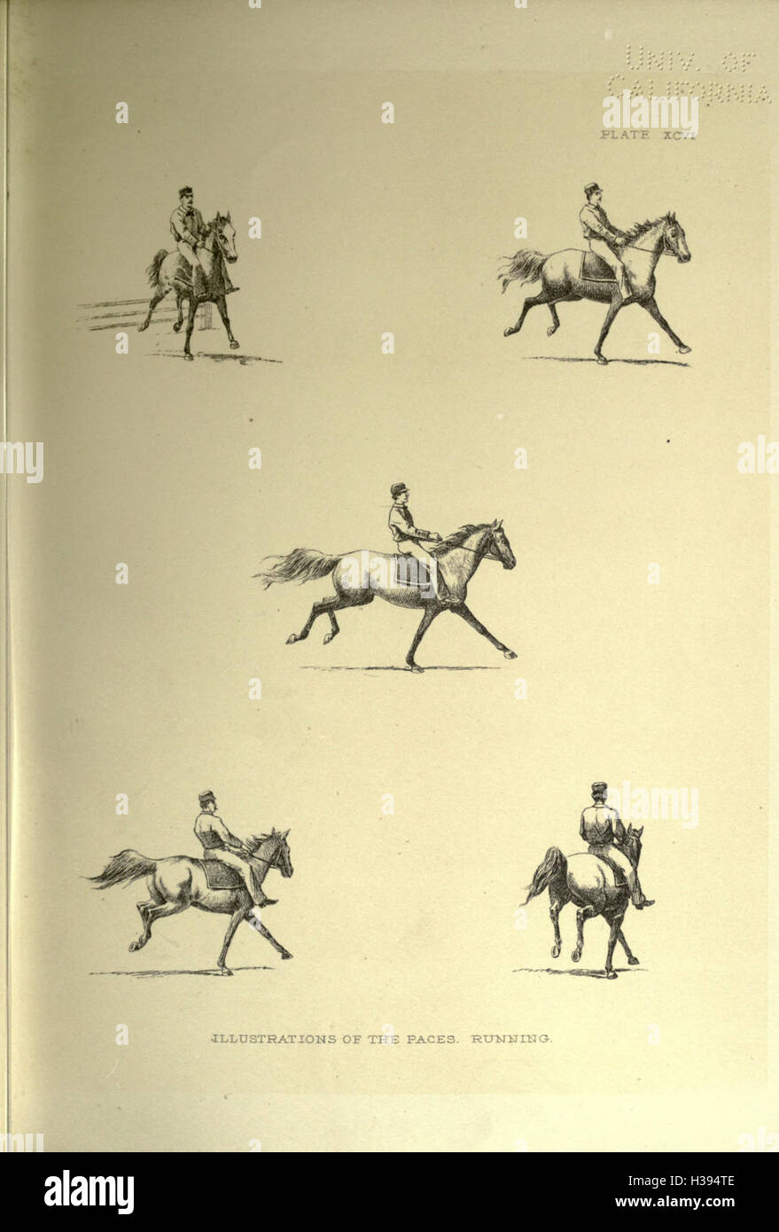 This work uses photography to capture the movement of horses ...