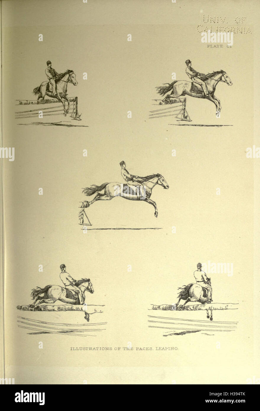 The horse in motion as shown by instantaneous photography BHL195 Stock ...