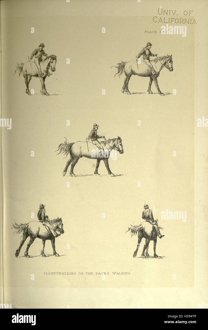 A study of the horse in motion using instantaneous photography ...