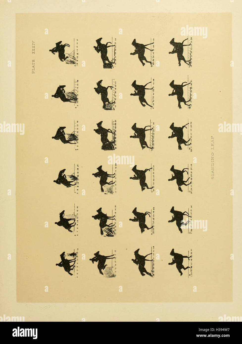 This page examines the dynamics of horse movement, analyzing the ...