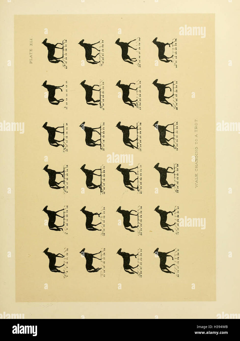 This page explores the mechanics of horse movement, focusing on the ...