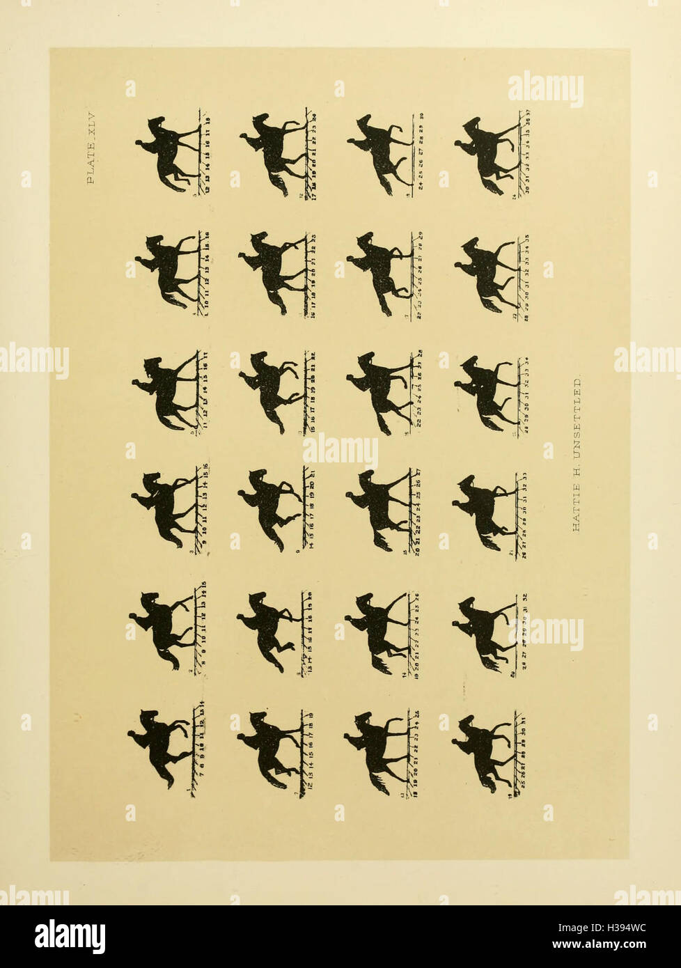 This work analyzes the movement of horses, studying their locomotion ...