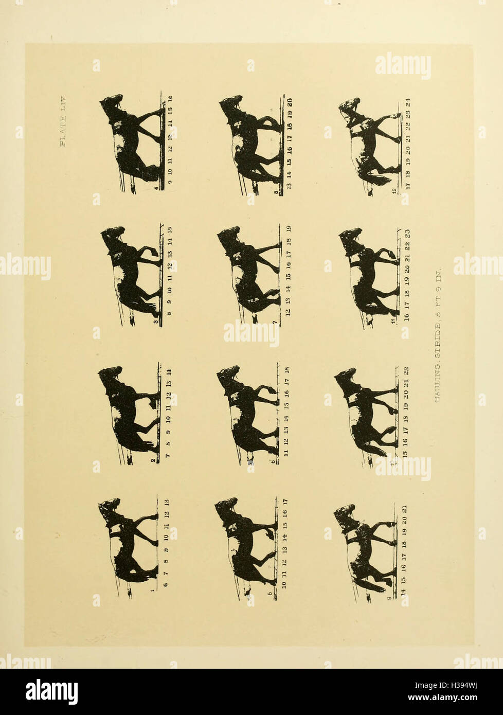 This work examines the dynamics of horse movement, detailing the ...