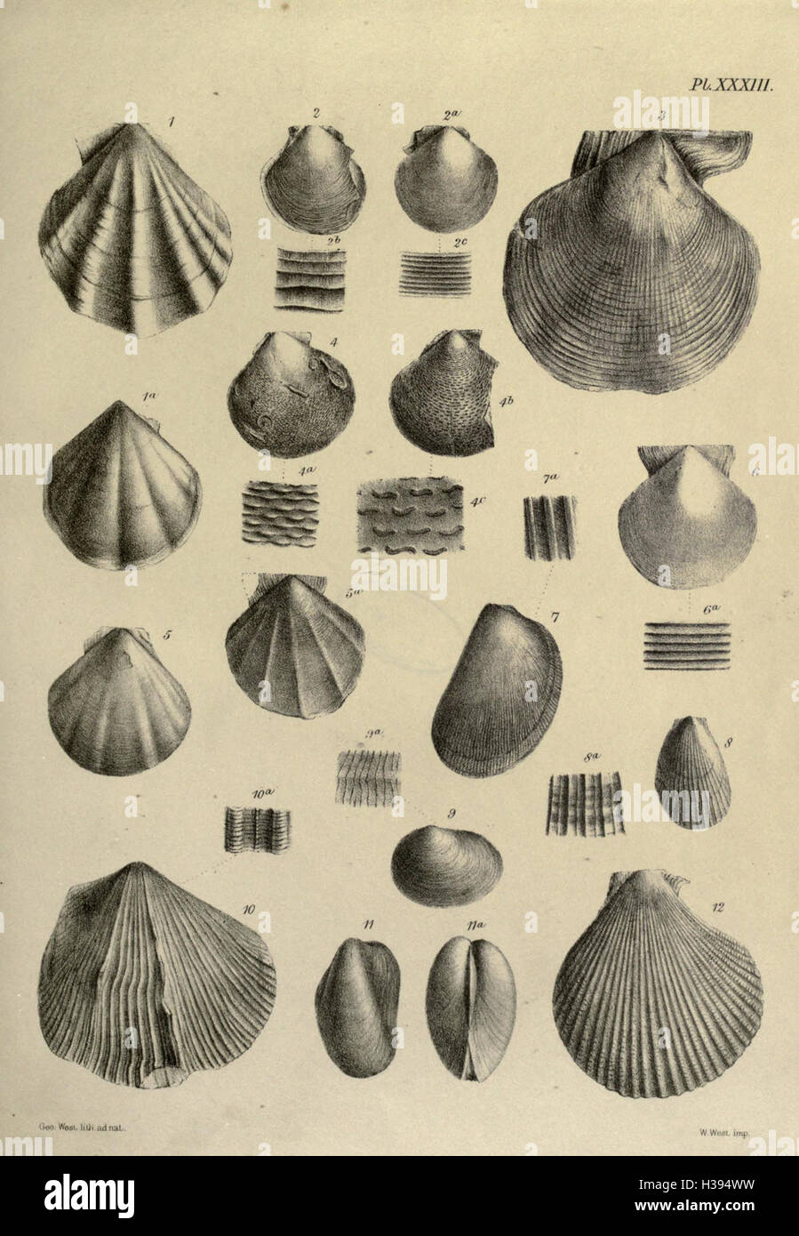 This monograph provides a detailed study of mollusks found in the Great ...