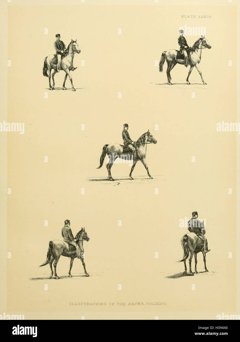 A study of the horse's movement, focusing on the biomechanics, gaits ...