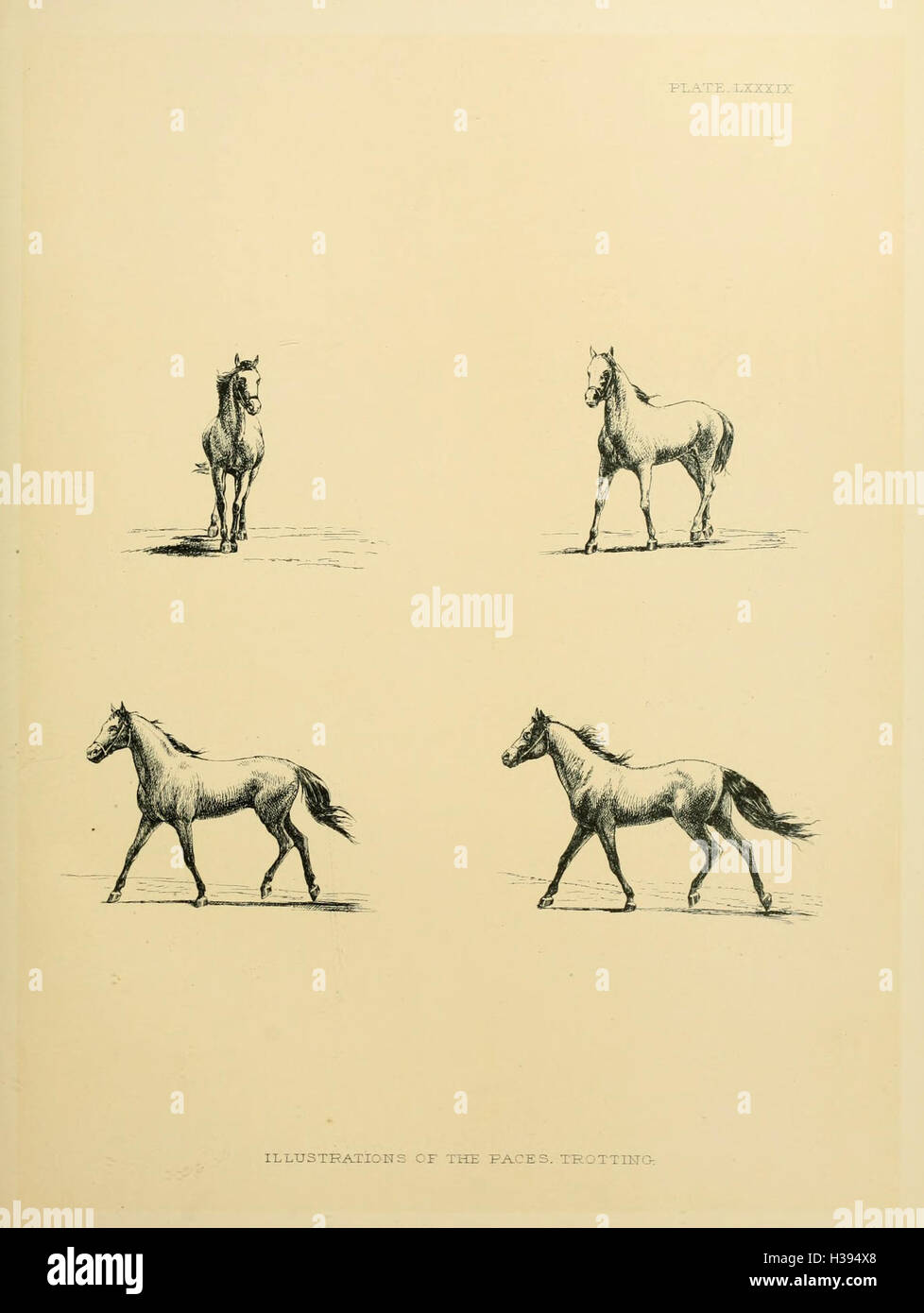 This study examines the biomechanics of horse movement, focusing on the ...