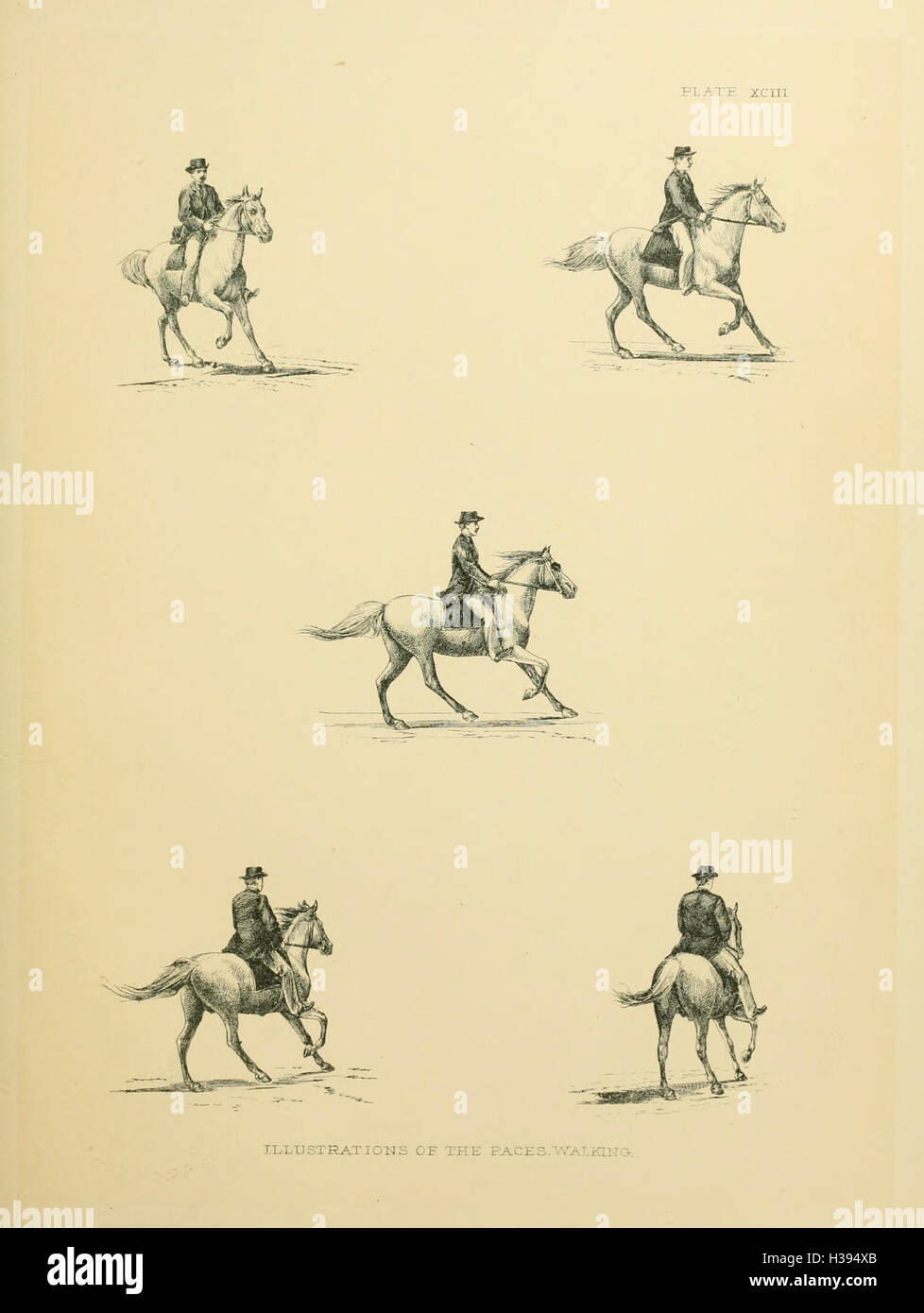 This study examines the dynamics of horse movement, analyzing the ...