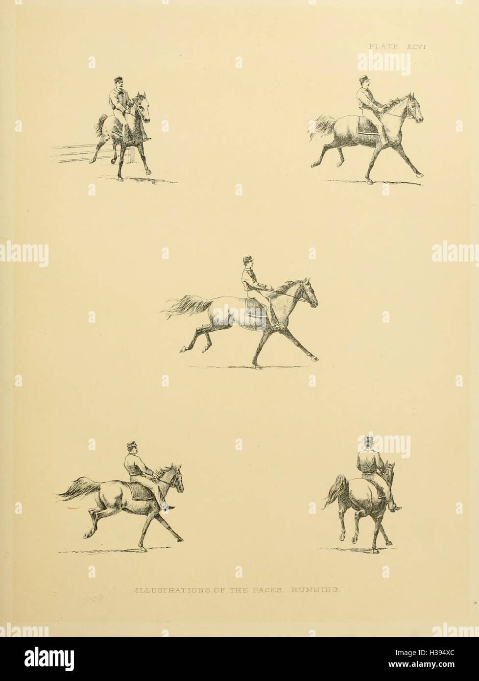 This work focuses on the biomechanics and movement patterns of horses ...