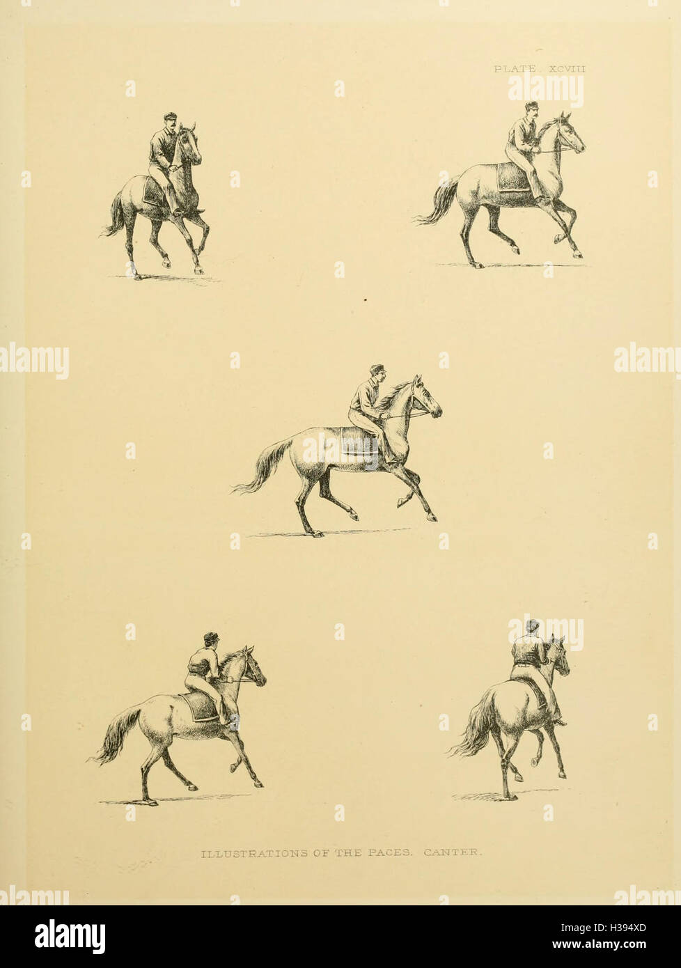 This work explores the movement and mechanics of the horse in motion ...