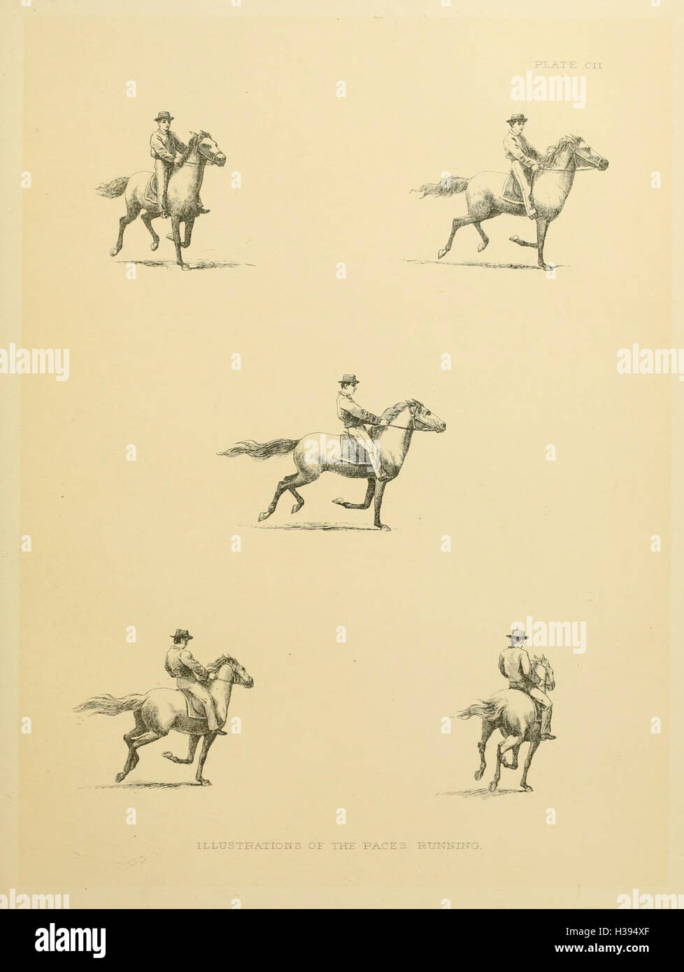 This work examines the movement of horses, focusing on the biomechanics ...