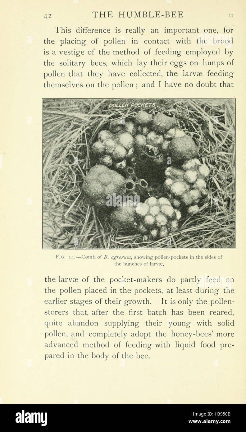 This publication provides a detailed look at the humble-bee, its habits ...