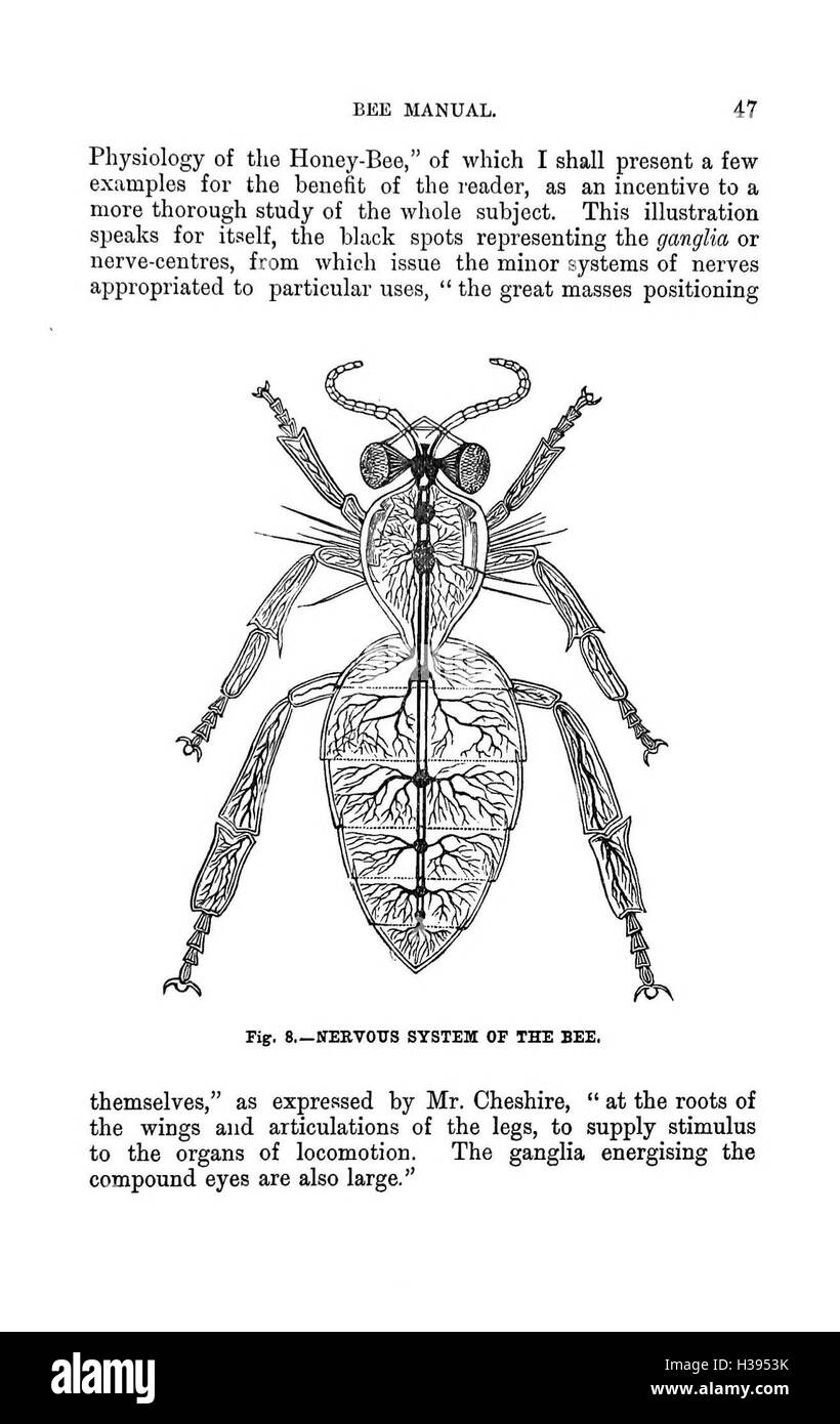 The illustrated Australasian bee manual and complete guide to modern ...