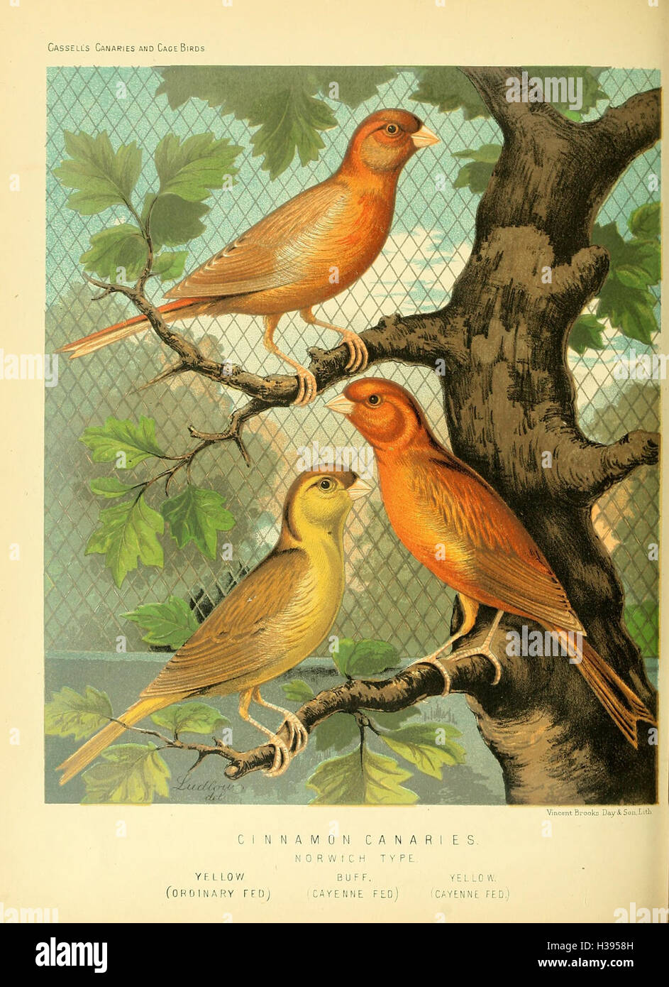 This illustrated book offers comprehensive information on canaries and ...