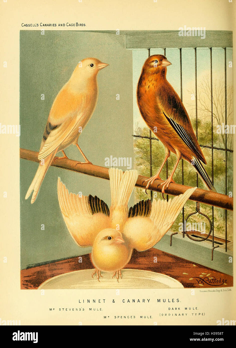 This illustrated guide provides detailed descriptions of various canary ...