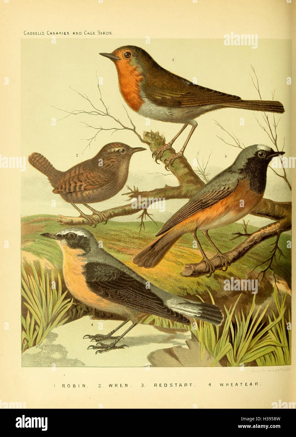 This illustrated work provides an in-depth guide to canaries and cage birds, detailing species ...