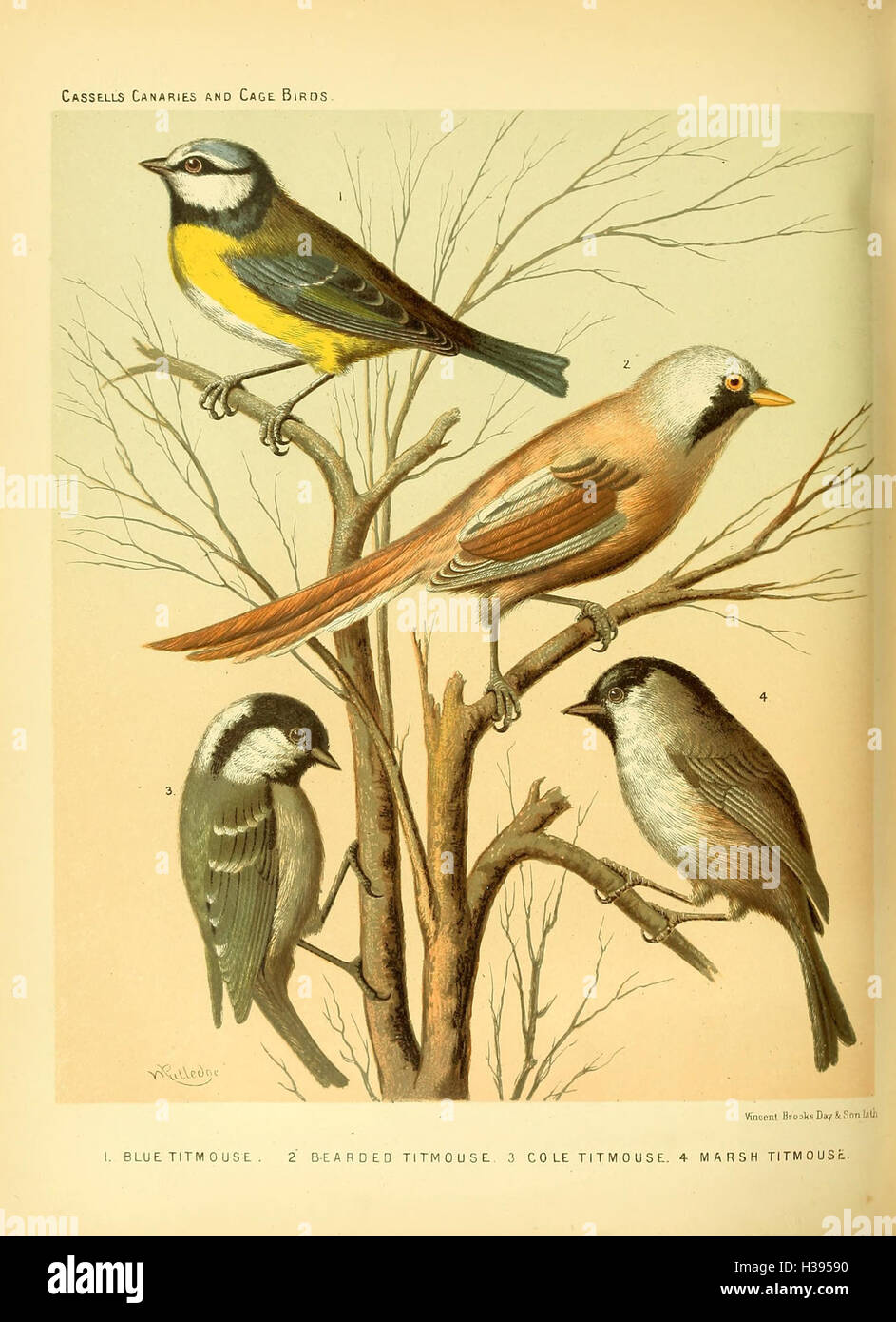 This illustrated work provides a guide to various species of canaries ...