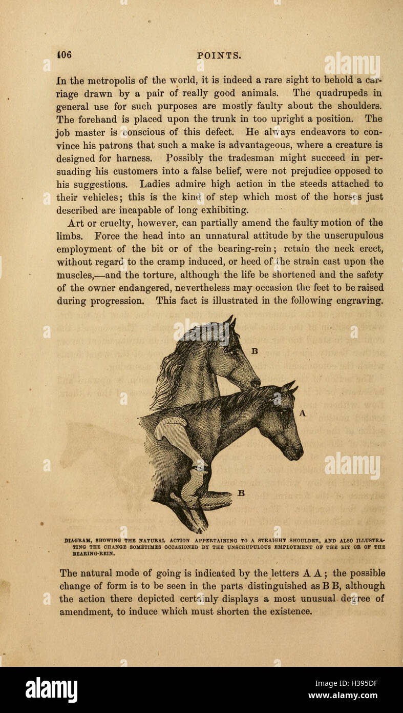 This page outlines key principles of horse management, illustrated with ...