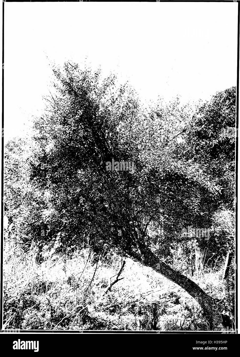 This work details the native tree species of the Hawaiian Islands ...