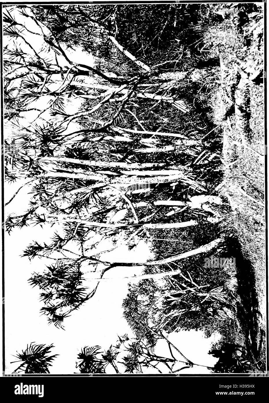 This publication offers a comprehensive look at the native tree species ...