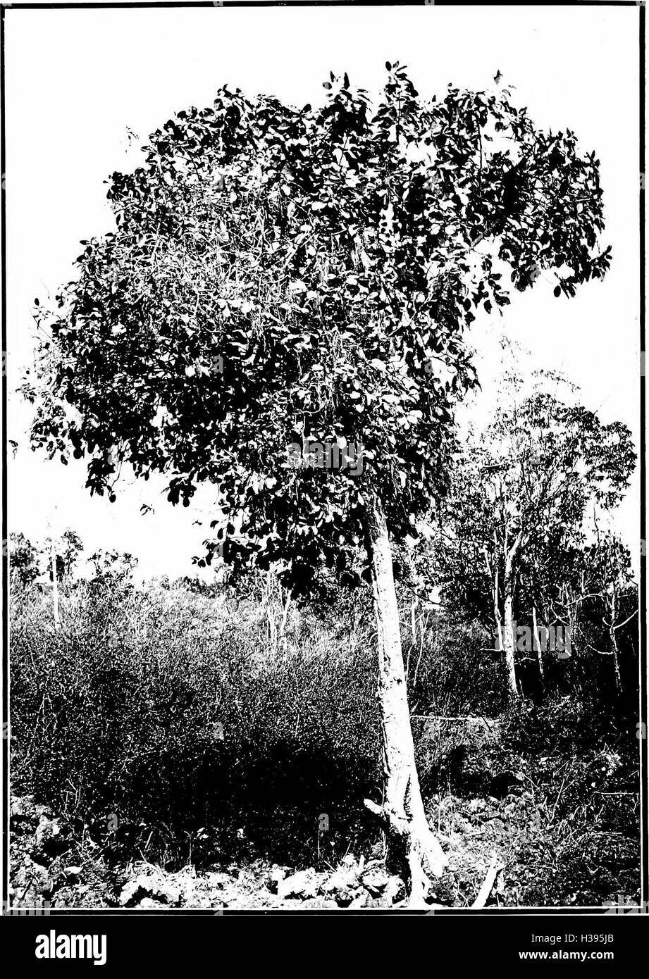 Indigenous trees hawaiian islands hi-res stock photography and images ...