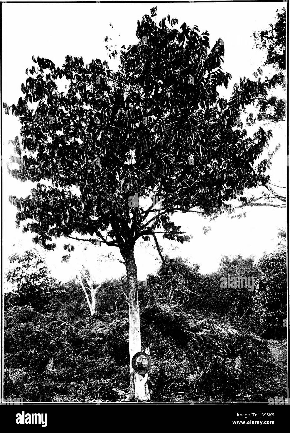 This study provides an overview of the native tree species found in the ...