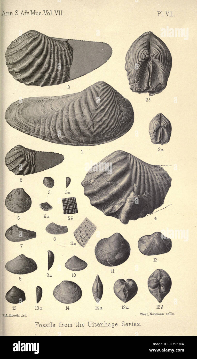 Fossils series hi-res stock photography and images - Alamy