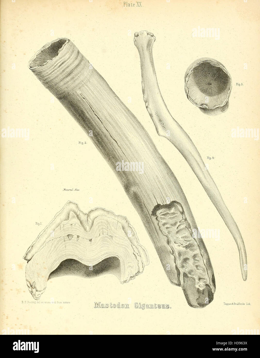 This work describes the Mastodon giganteus, an extinct species of ...
