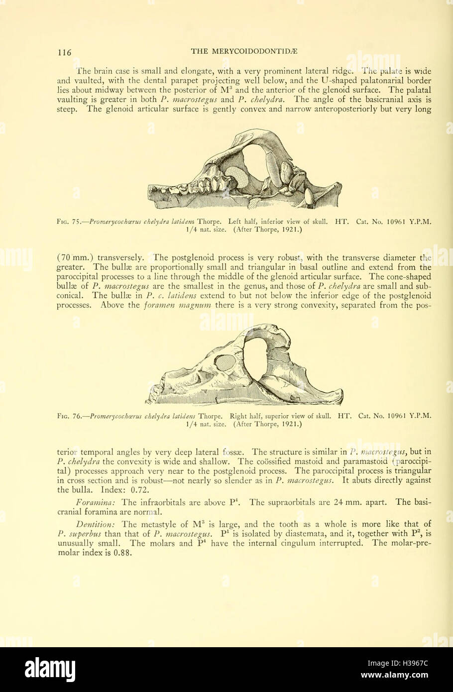 This work explores the Merycoidodontidae, an extinct family of ruminant ...