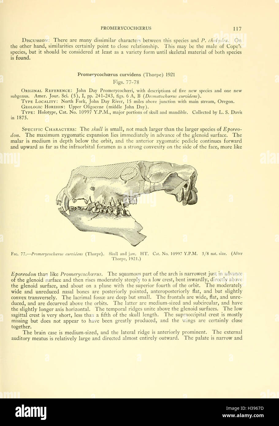 This study covers the Merycoidodontidae, an extinct group of ...
